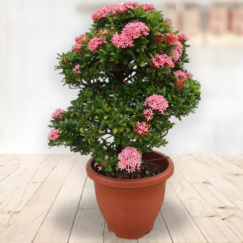 Ixora – Mini Dwarf (Pink) – Baag Bagicha